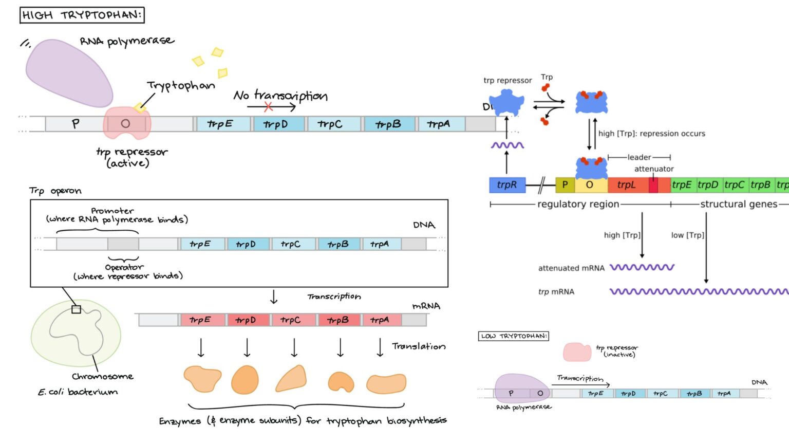 Intron - Definition, Structure, Functions - Biology Notes Online