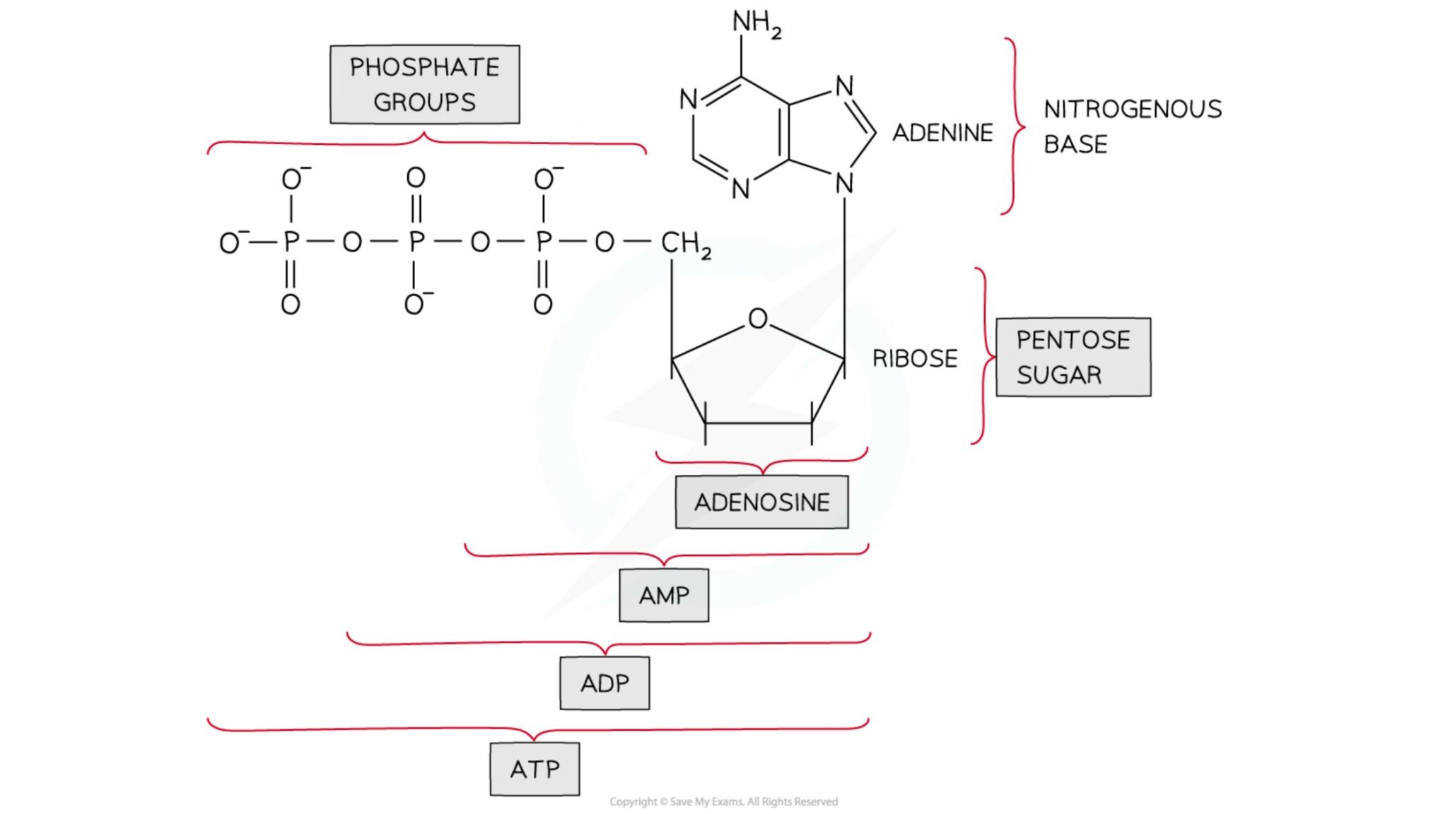 Nucleotides and Nucleosides - Definition, Structure, Function, Types ...