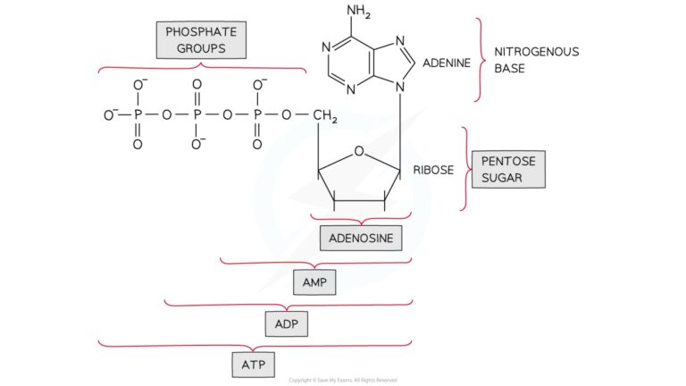 Nucleotides and Nucleosides - Definition, Structure, Function, Types ...