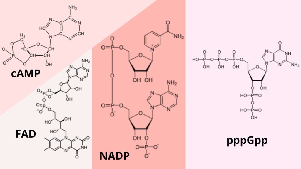 Nucleotides and Nucleosides - Definition, Structure, Function, Types ...