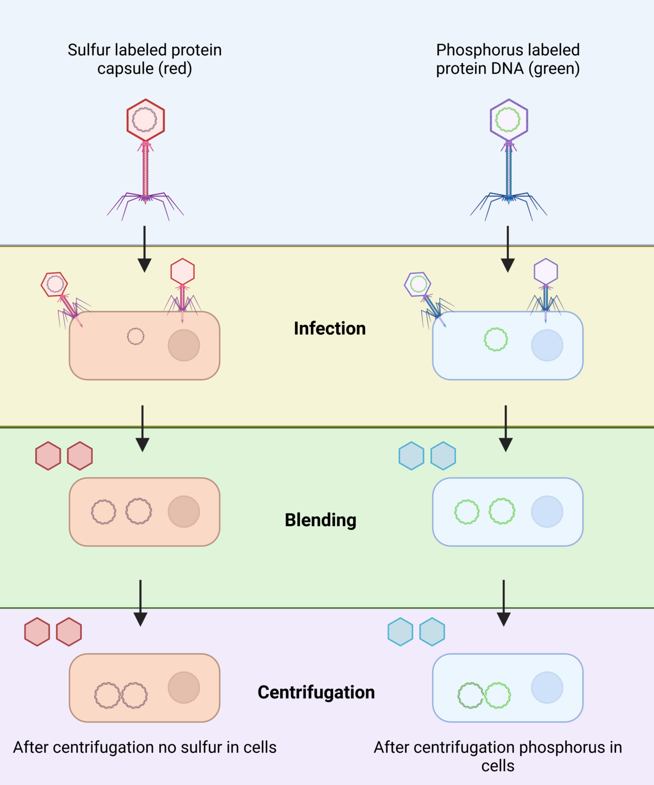 Hershey Chase Experiment On Dna Biology Notes Online