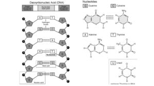 Nucleotides and Nucleosides - Definition, Structure, Function, Types ...