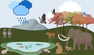 Levels of Ecological Organization - Definition, Examples - Biology ...