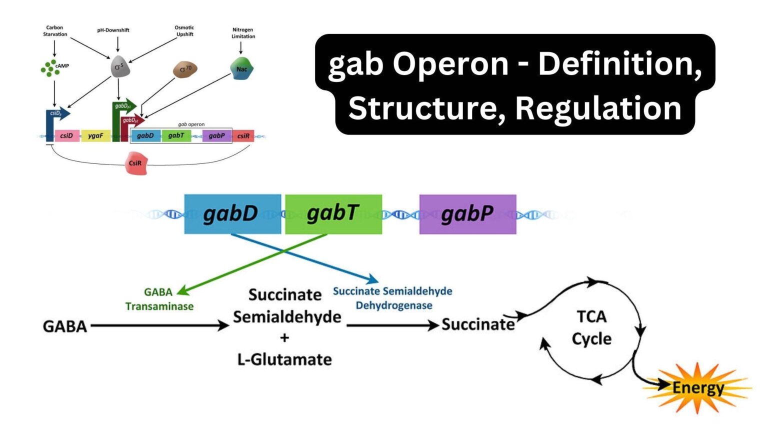Heterogeneous Nuclear RNA (hnRNA) - Biology Notes Online