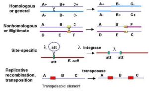 DNA Recombination - Definition, Mechanisms, Types - Biology Notes Online