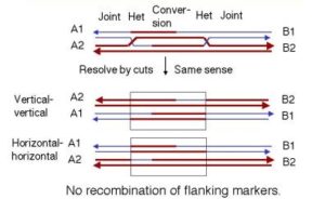 DNA Recombination - Definition, Mechanisms, Types - Biology Notes Online