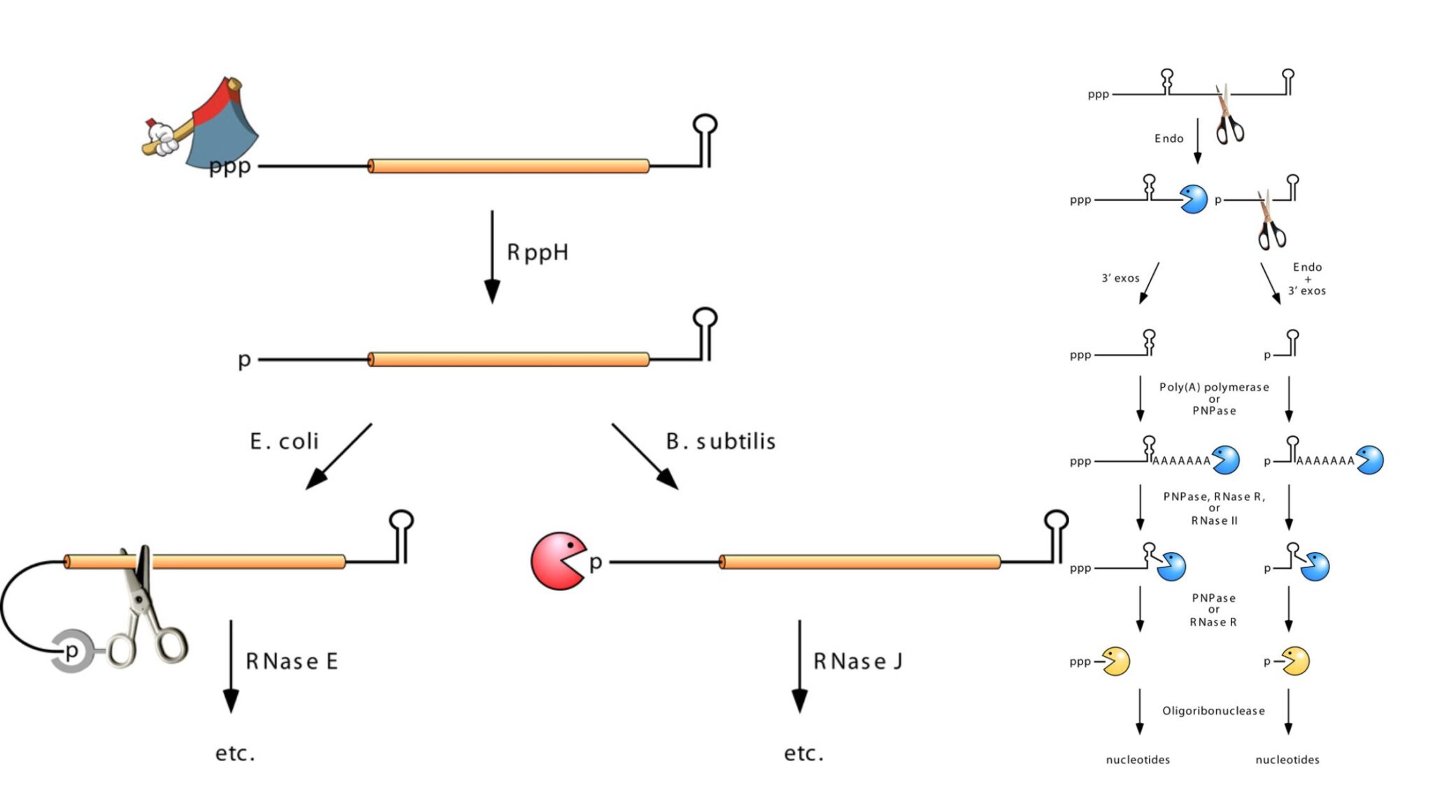 Watson and Crick DNA Model - Biology Notes Online