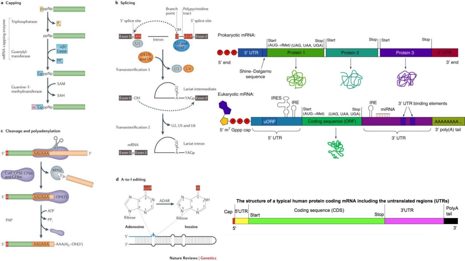 Somatic Mutation - Definition, Causes, Mechanism, Examples - Biology ...
