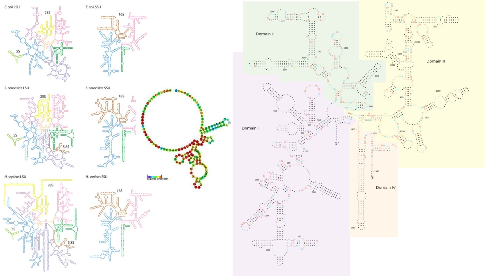 RNA - Definition, Structure, Types, Application - Biology Notes Online RNA - Definition, Structure, Types, Application - Biology Notes Online