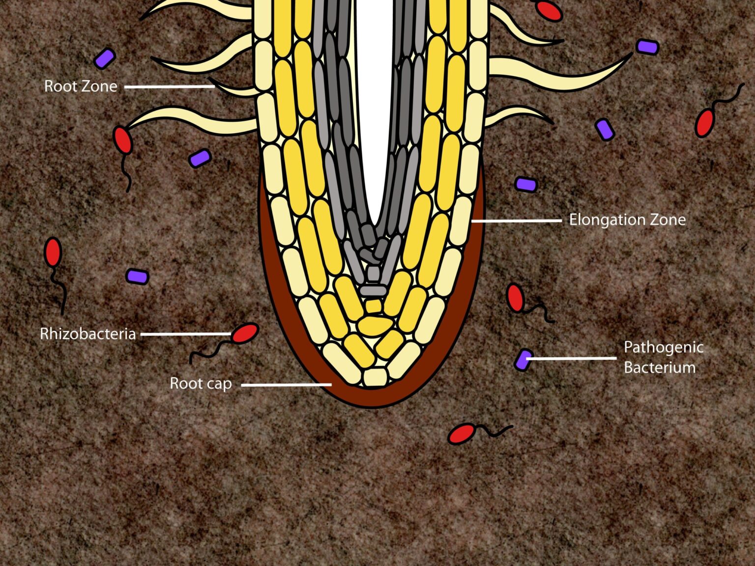 Rhizosphere - Definition, Bacteria, Structure, Importance - Biology ...