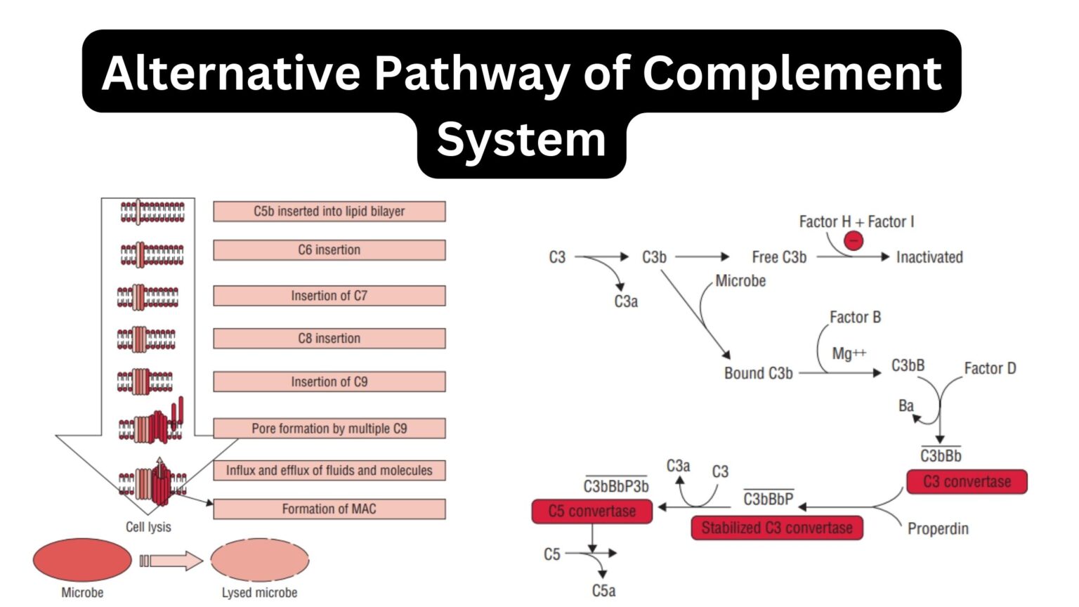 Complement Components - Definition, Functional categories - Biology ...
