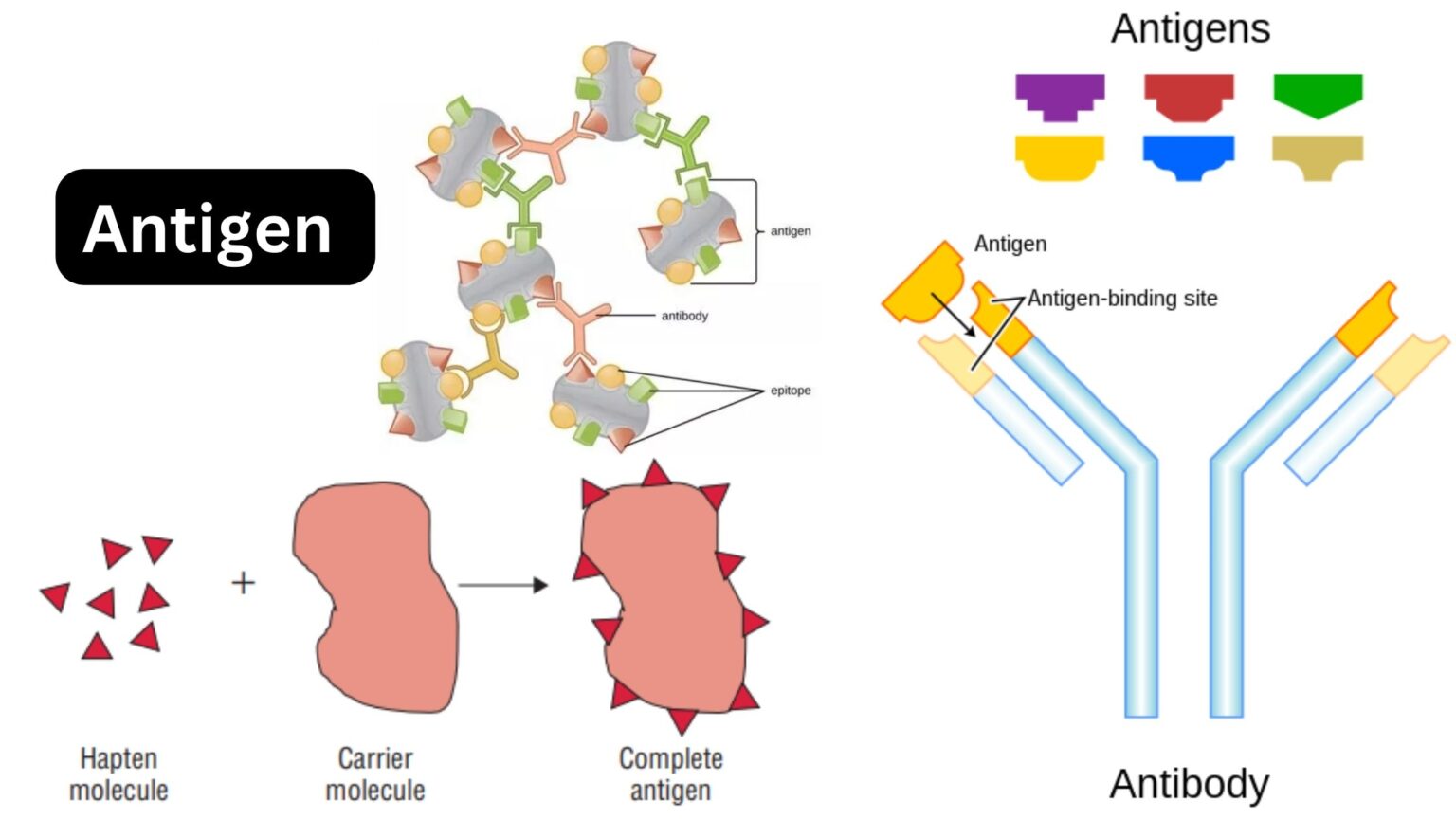 Mechanism of Action of Antiviral Drugs - Biology Notes Online