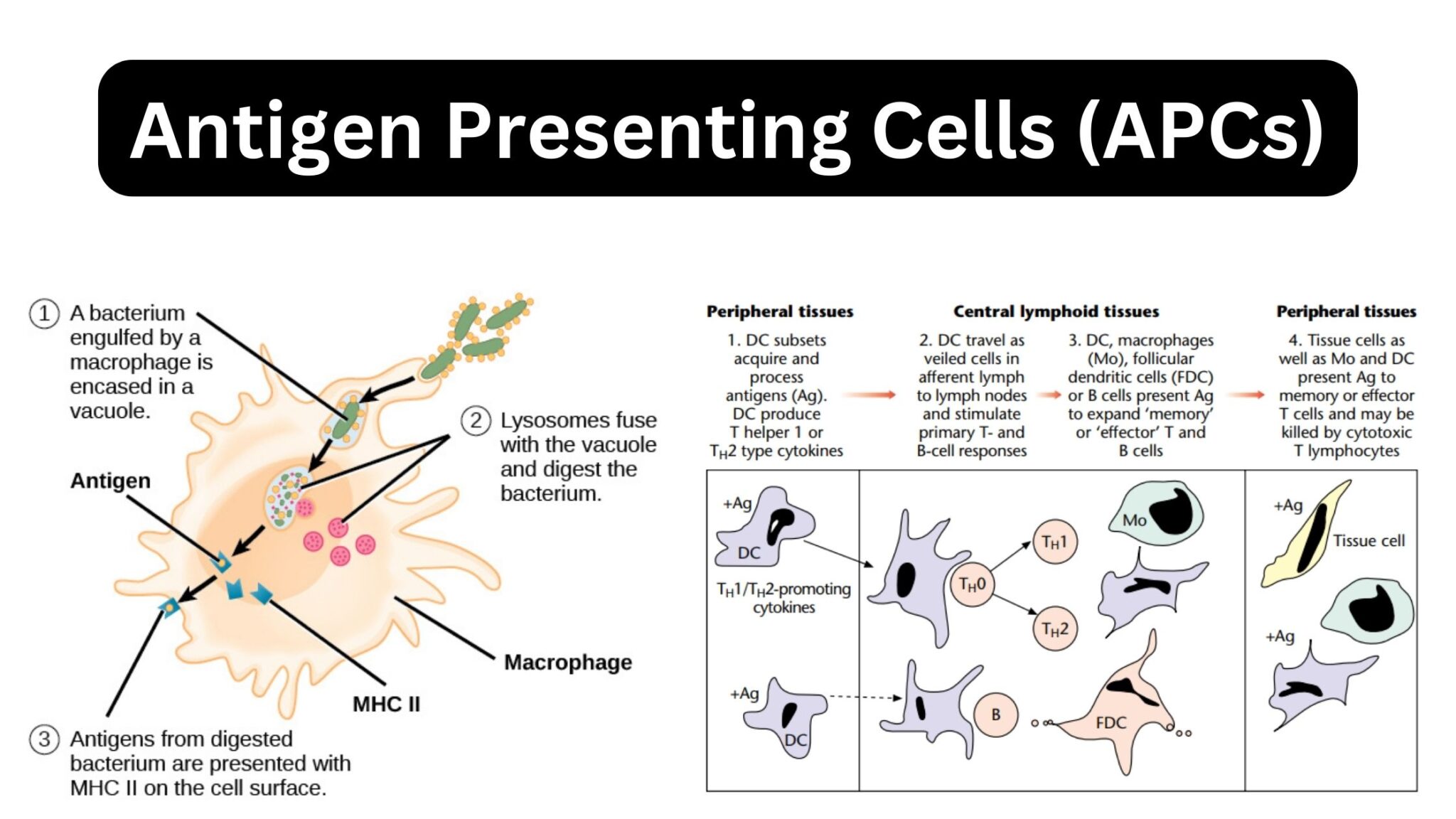 Antigen Processing and Presentation - Cytosolic Pathway and Endocytic ...