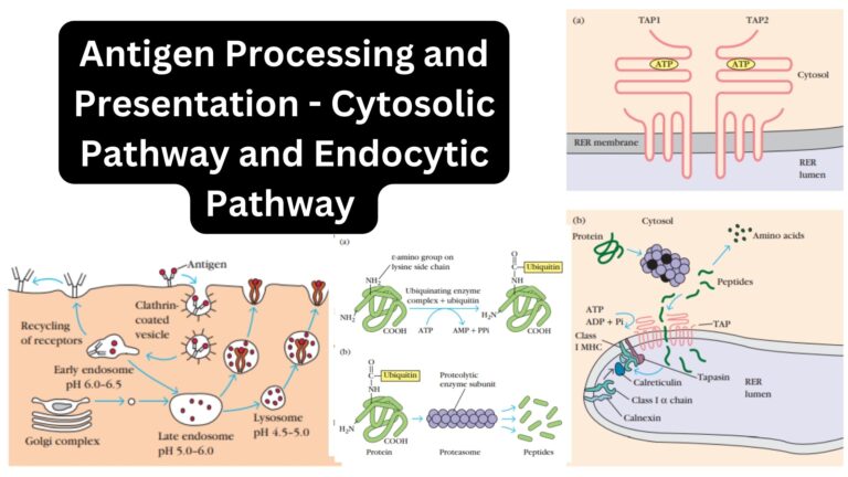 Hematopoiesis - Definition, Process, Locations - Biology Notes Online