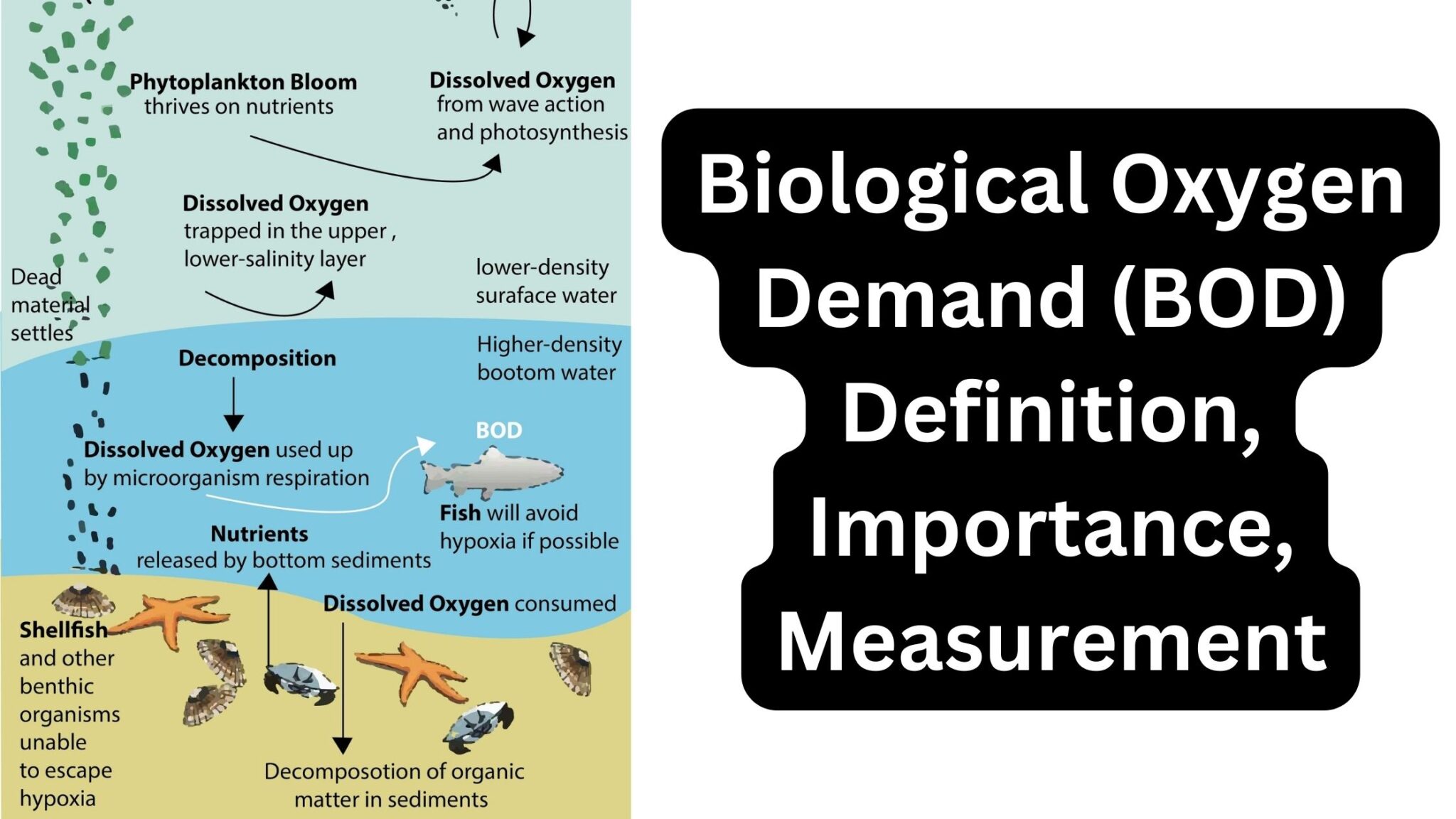 Oxidation Pond - Definition, Mechanisms - Biology Notes Online