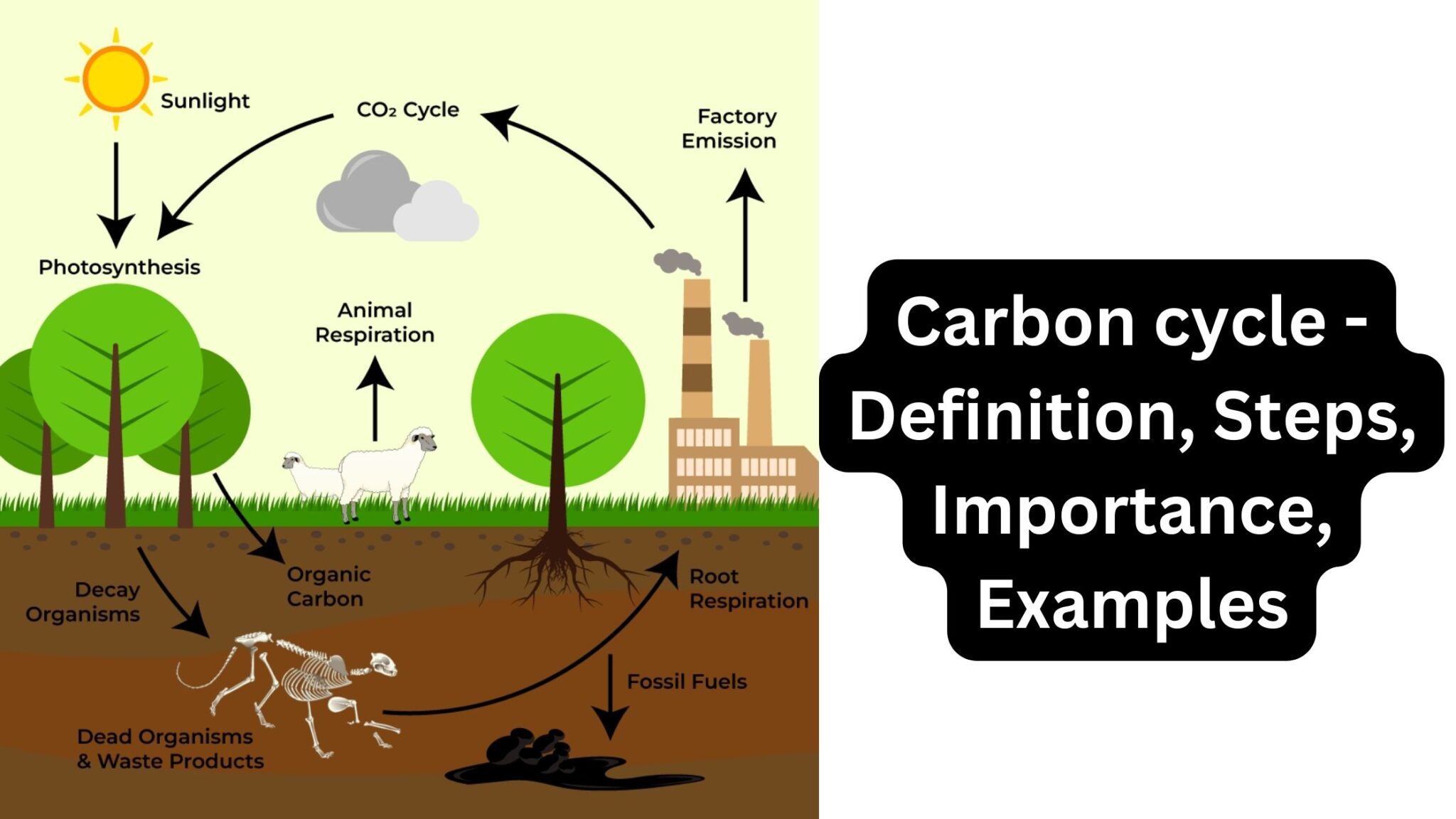 Iron And Manganese Cycles - Steps, Importance - Biology Notes Online