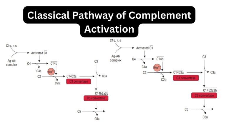 Alternative Pathway of Complement System - Biology Notes Online