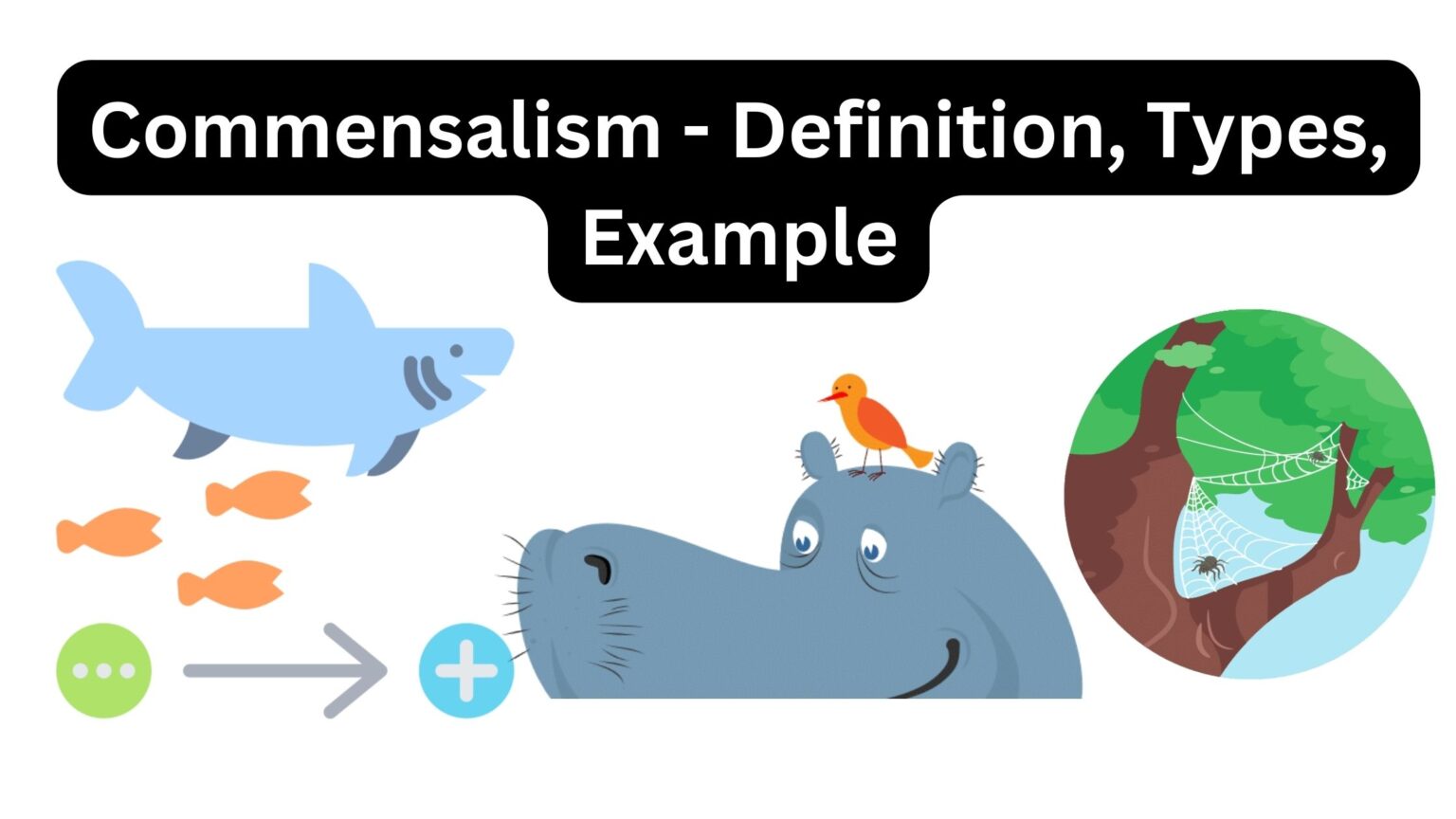 Predation Definition Types Examples Biology Notes Online