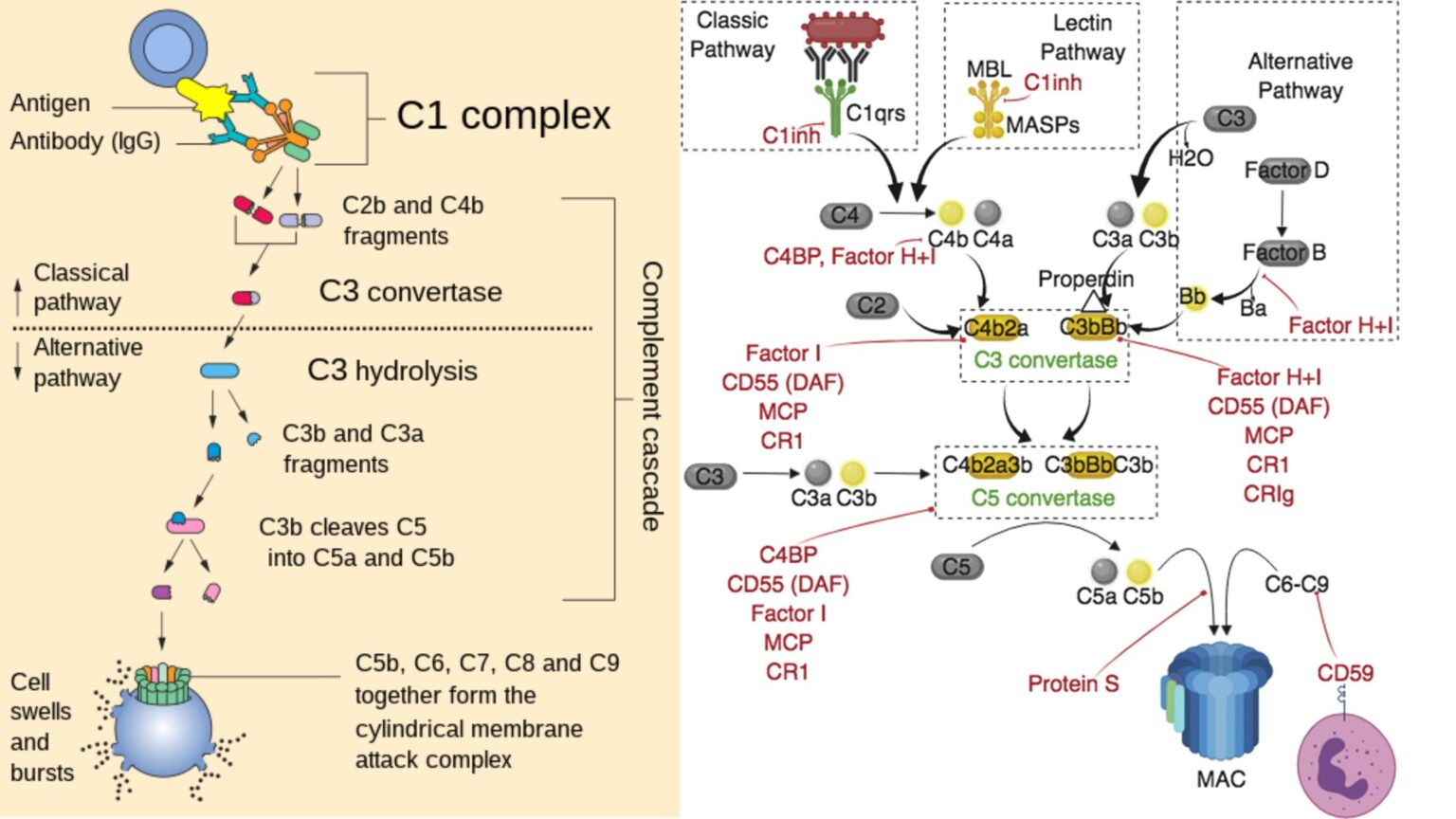 Lymphocytes Definition Development Types And Functions Biology
