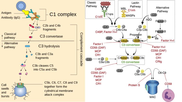Complement System Archives - Biology Notes Online