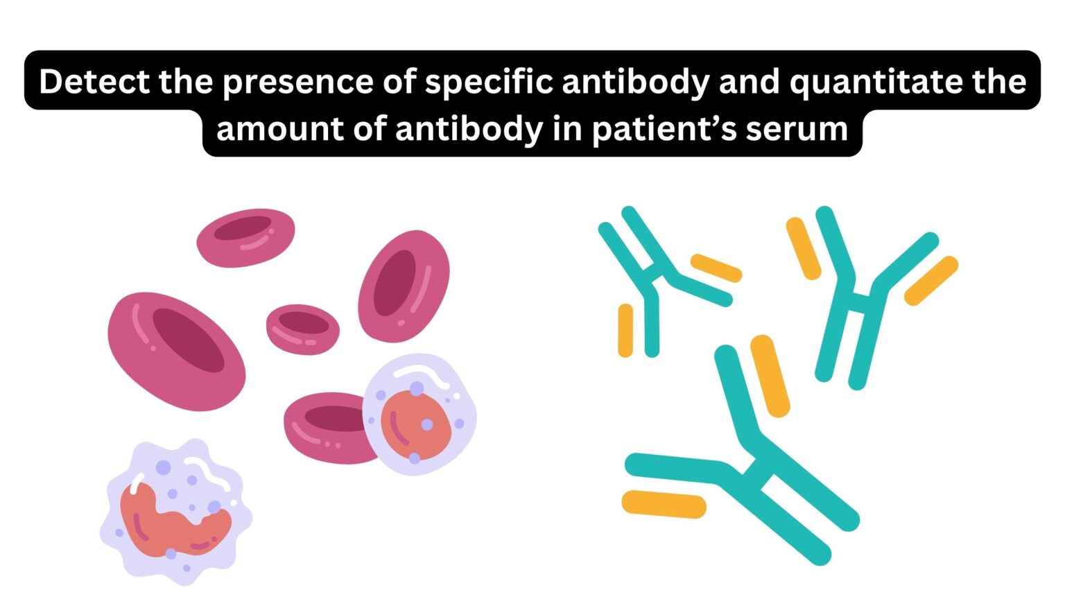 Direct ELISA - Principle, Protocol, Advantages - Biology Notes Online