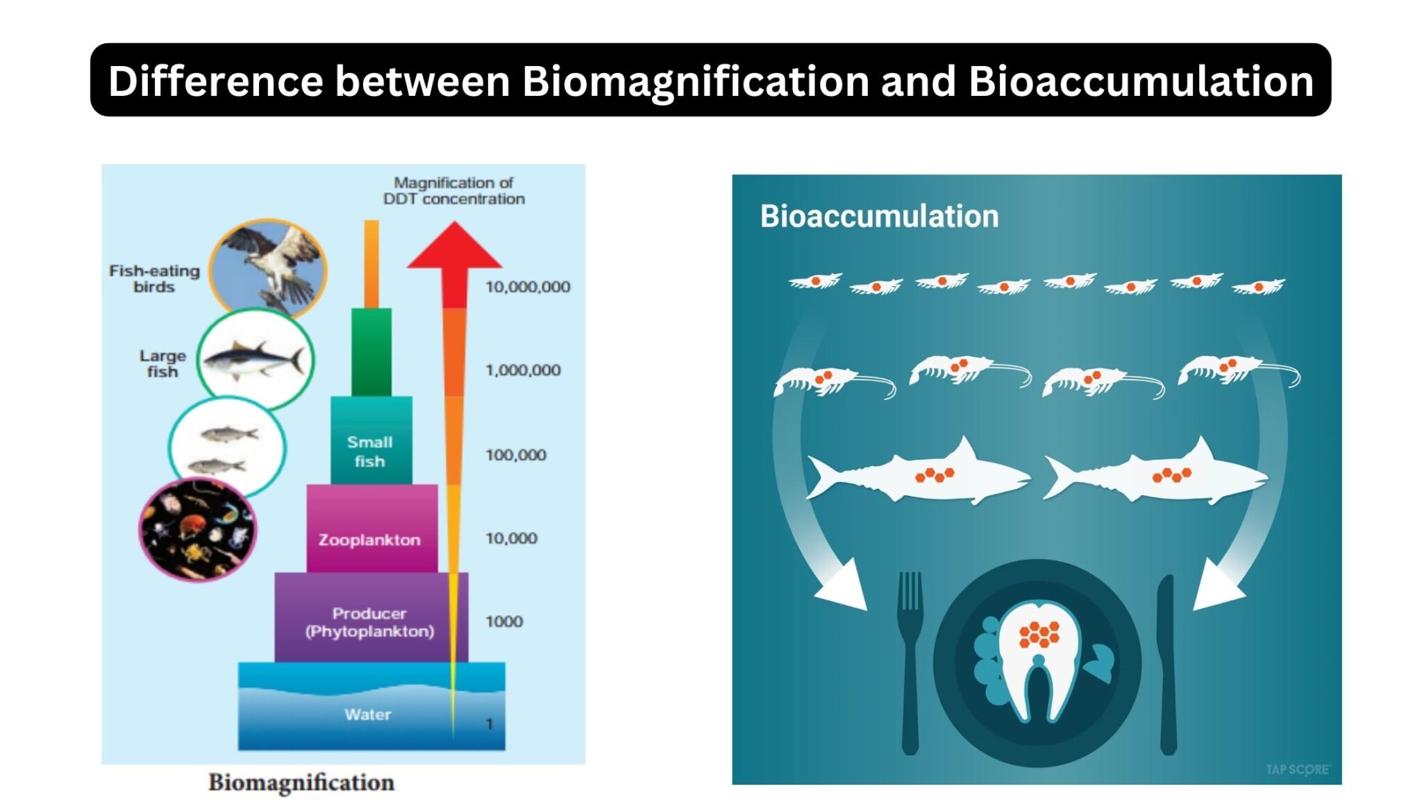 15 Difference Between Antiseptic and Antibiotic - Biology Notes Online