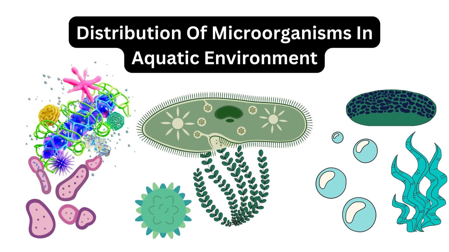 Soil Microorganisms - Types, Examples, Factors, Importance - Biology ...
