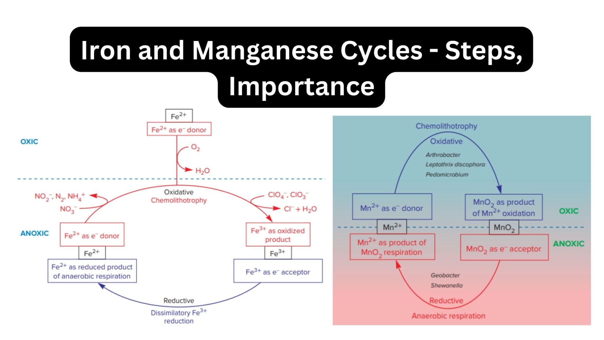 Sulphur cycle - Definition, Steps, Types, Importance - Biology Notes Online