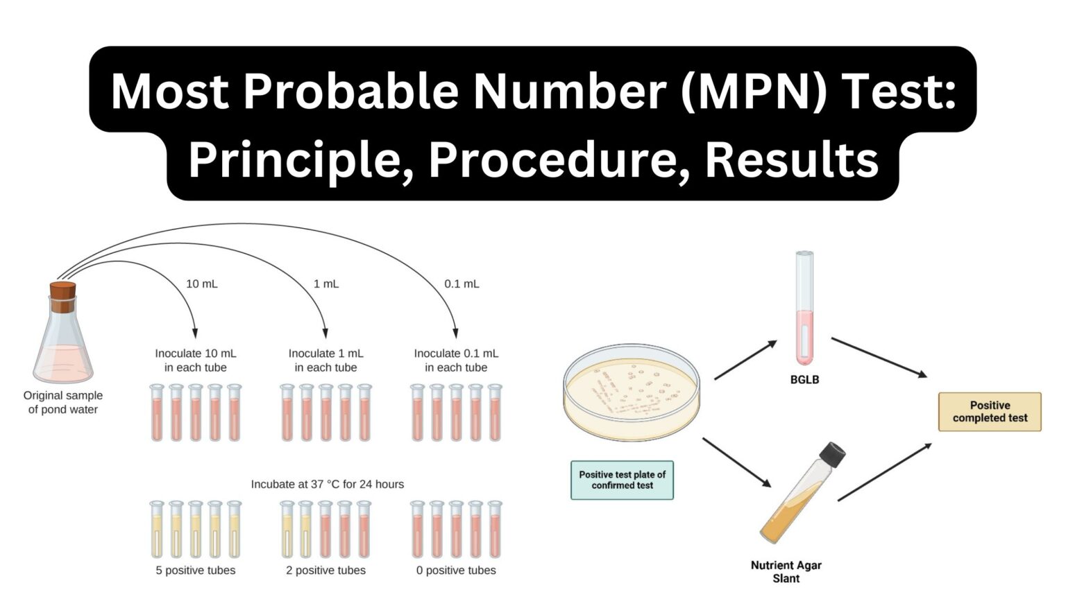 Erythrocyte Sedimentation Rate (ESR): Principle, Methods - Biology ...