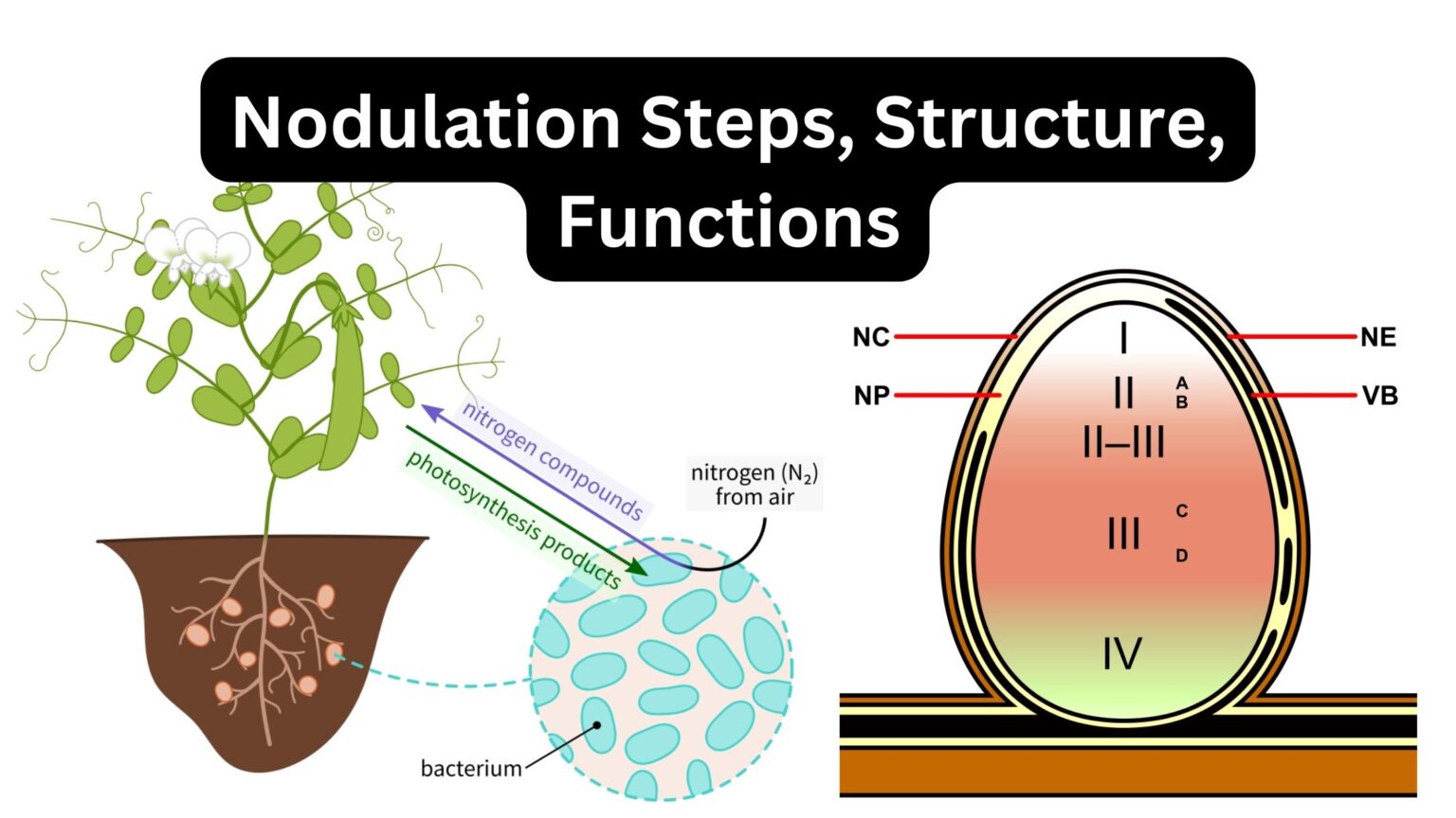 Microbe-Plant interaction - Types, Examples - Biology Notes Online