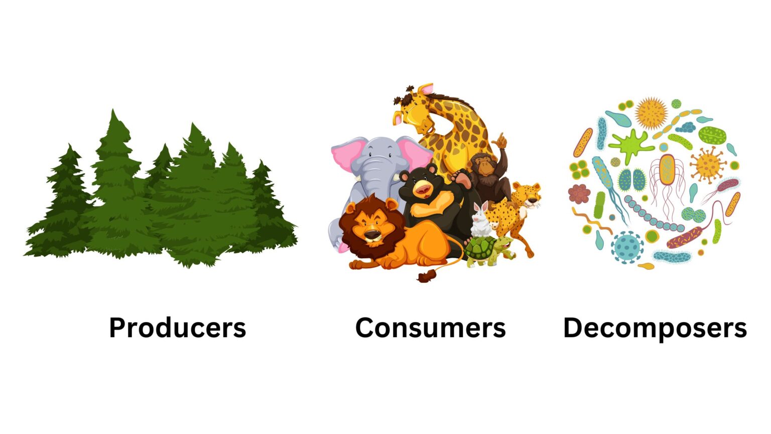 Structure and Function of Ecosystems - Definition, Types - Biology ...