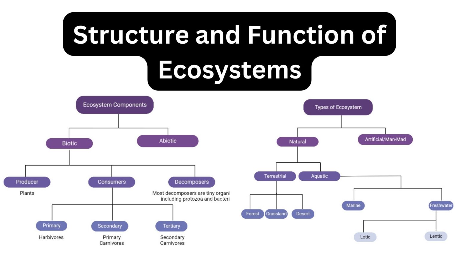 Soil Biology - Definition, Types, Proterties, Importance - Biology ...