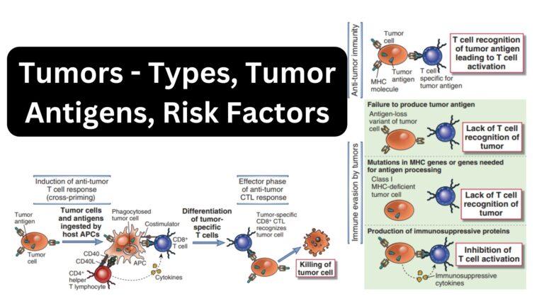 Hypersensitivity - Definition, Types, Mechanisms, Examples - Biology ...