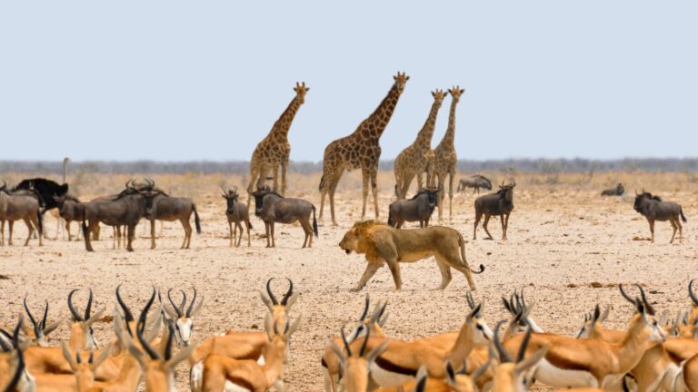 Amensalism - Definition, Types, Examples - Biology Notes Online