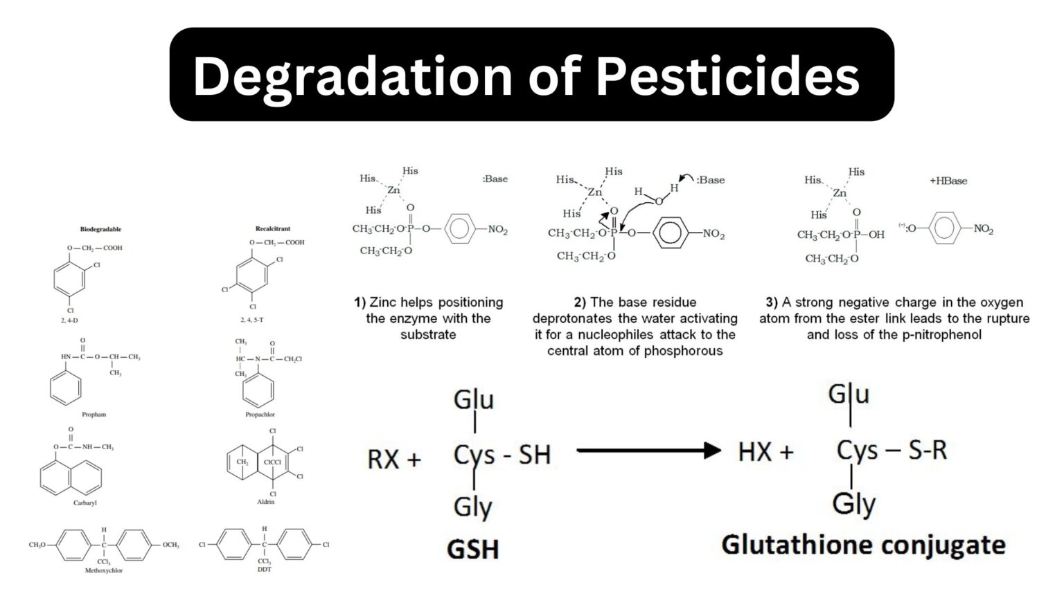 Phytoremediation - Definition, Types, Mechanisms - Biology Notes Online