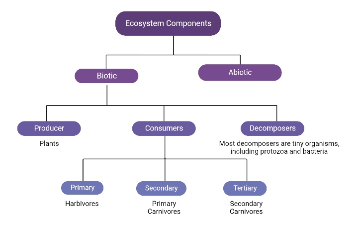 Structure and Function of Ecosystems - Definition, Types - Biology ...