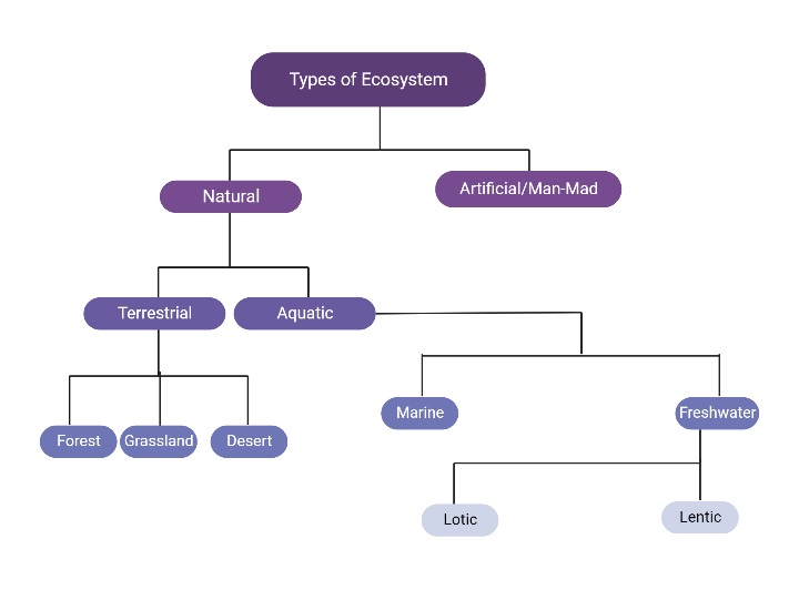 Structure and Function of Ecosystems - Definition, Types - Biology ...