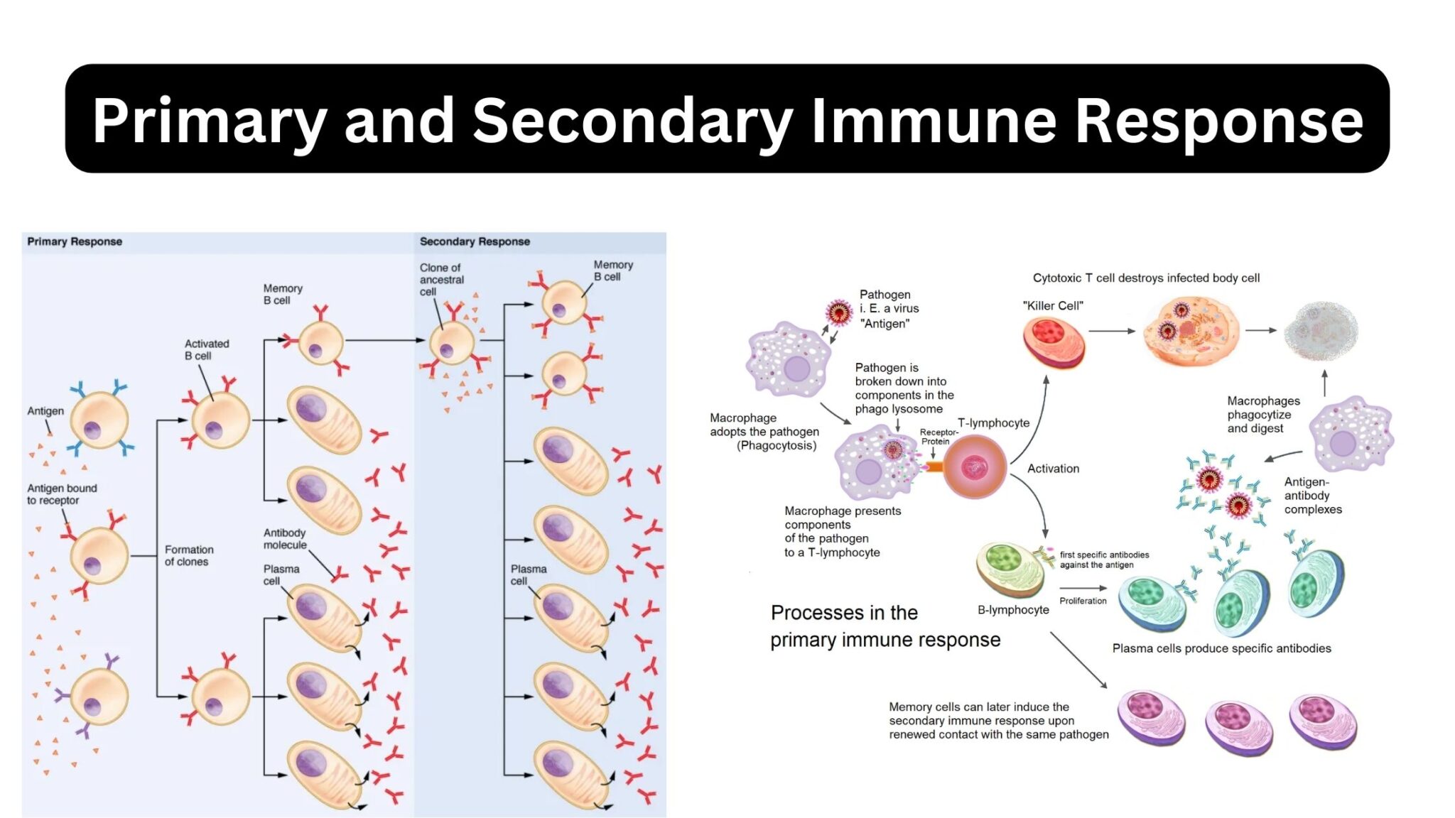 Mucosa Associated Lymphoid Tissues (MALT) - Definition, Features ...
