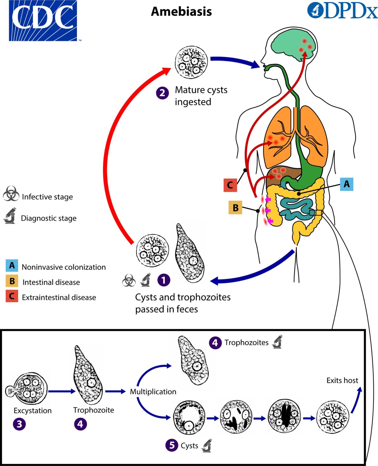 Gastrointestinal Amebiasis by Entamoeba histolytica - Biology Notes Online