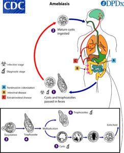 Gastrointestinal Amebiasis by Entamoeba histolytica - Biology Notes Online