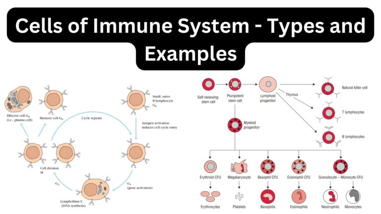 Type II (Cytotoxic) Hypersensitivity - Definition, Mechanism, Examples ...