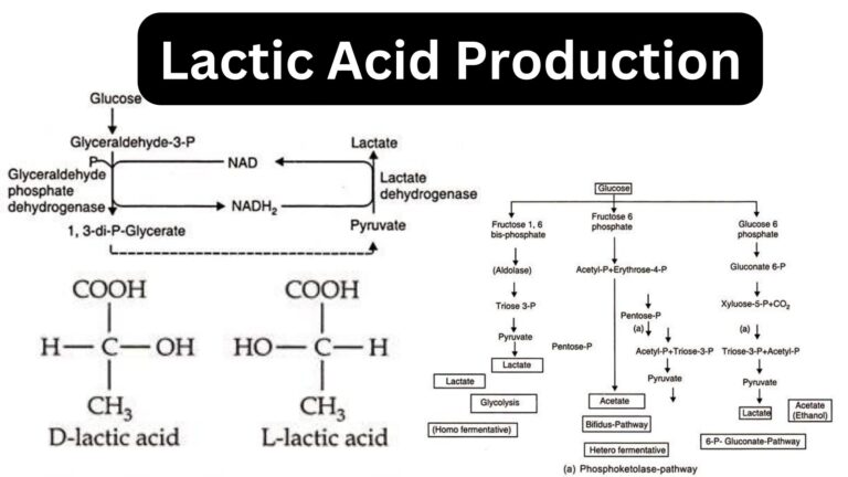 Lactic Acid Starter Culture - Biology Notes Online