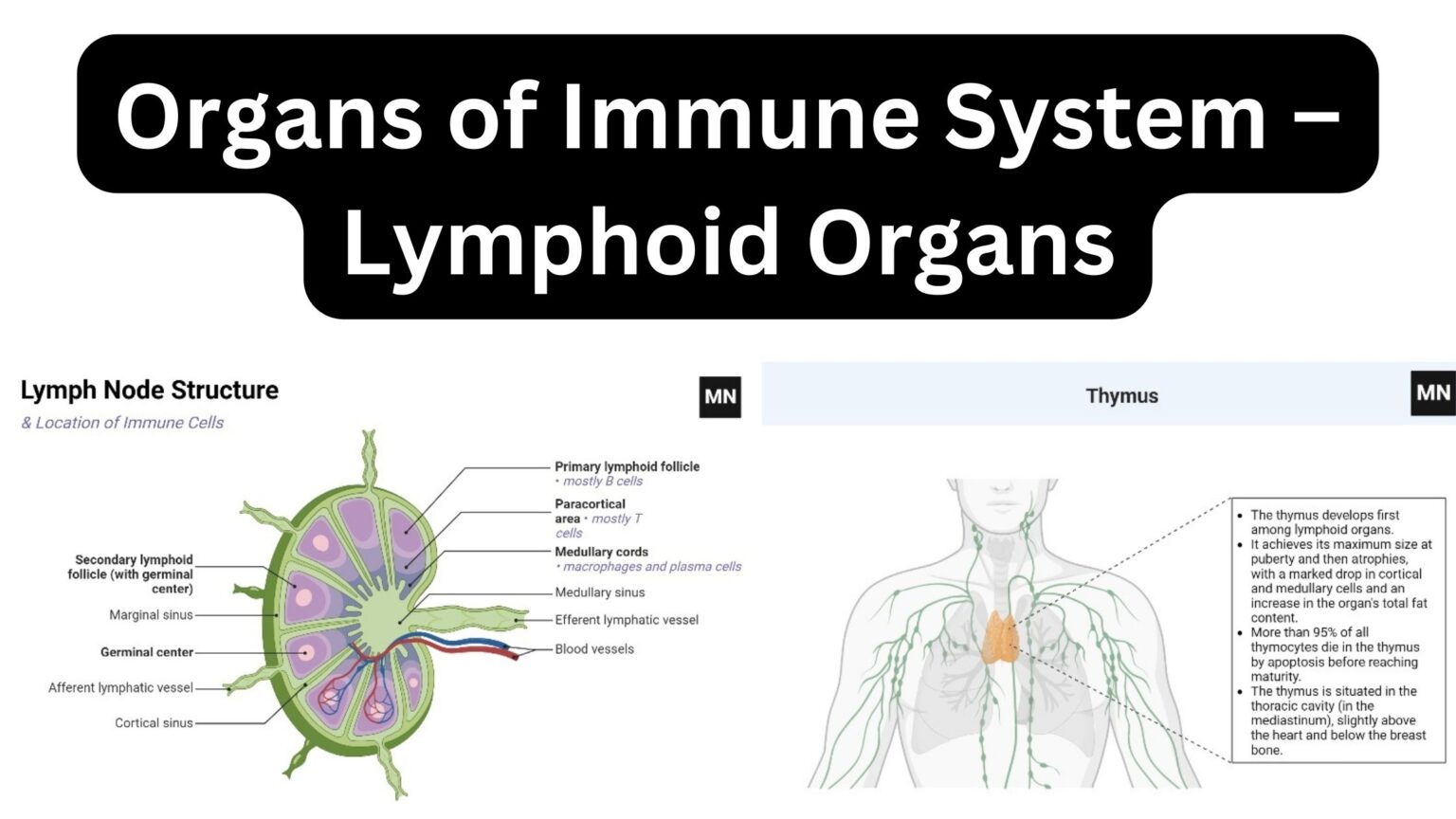 Immunological Tolerance - Definition, Mechanism, Types - Biology Notes ...