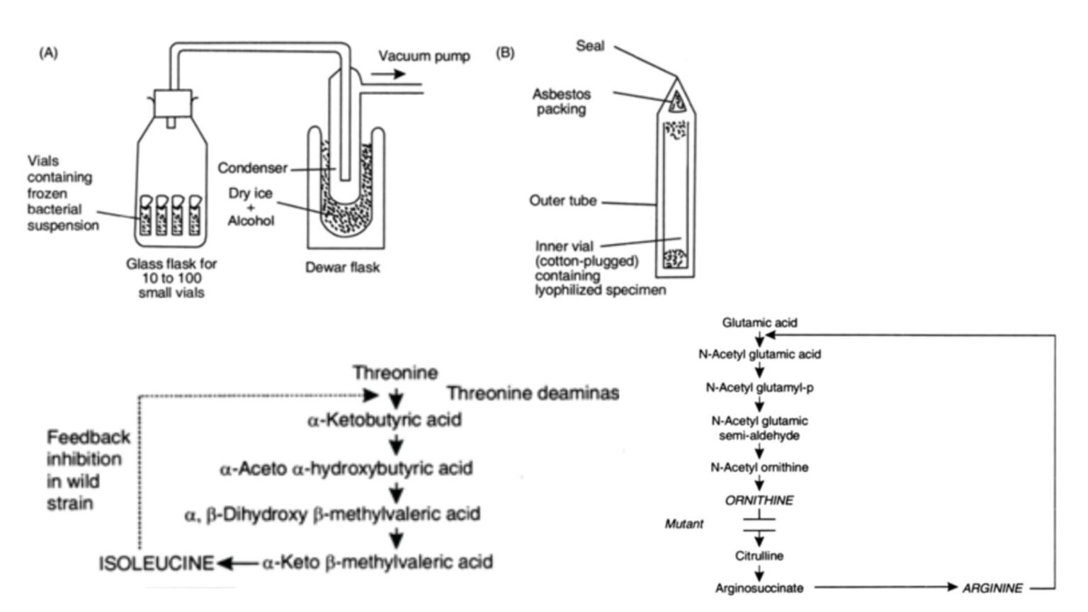 Lactic Acid Starter Culture - Biology Notes Online