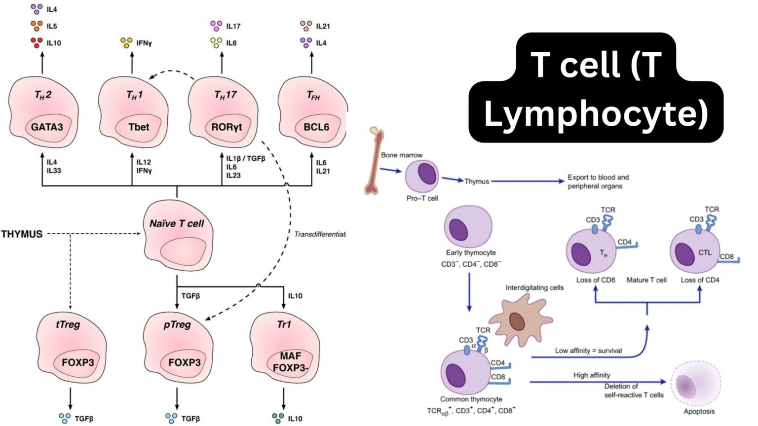 Lymphocytes - Definition, Development, Types and Functions - Biology ...