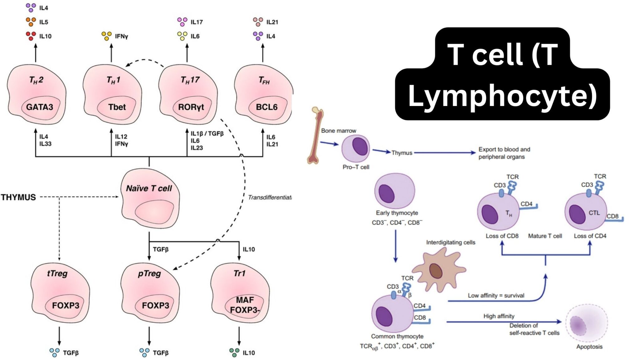 Antigen Presenting Cells (APCs) - Biology Notes Online