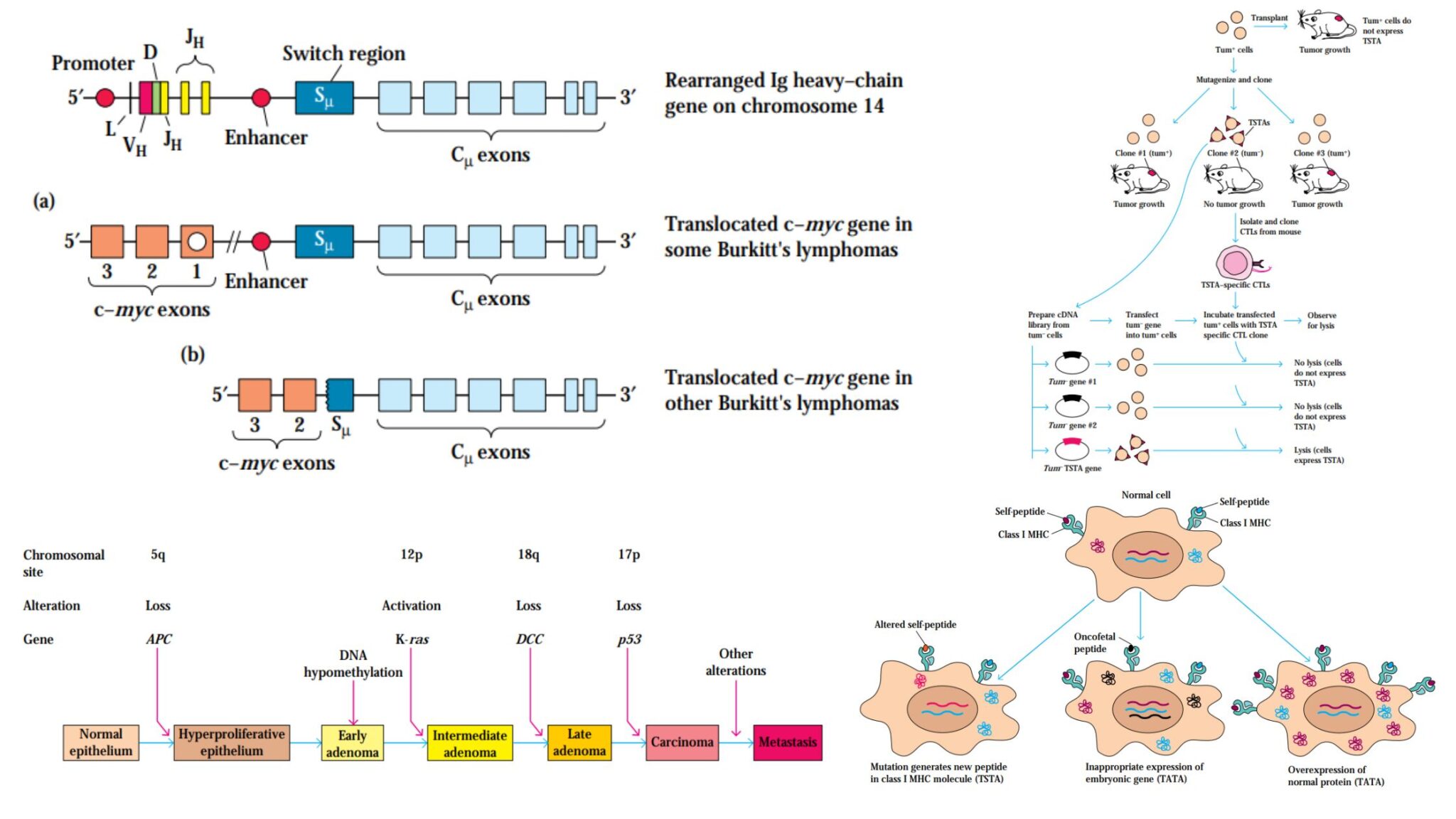 Complement Components - Definition, Functional categories - Biology ...