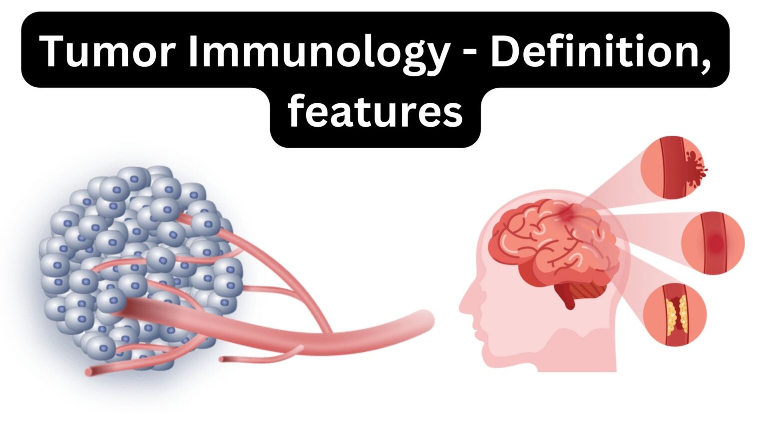 Cells of Immune System - Types and Examples - Biology Notes Online