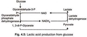 Lactic Acid Production - Biology Notes Online