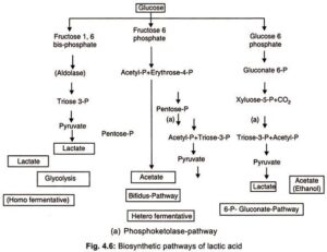 Lactic Acid Production - Biology Notes Online